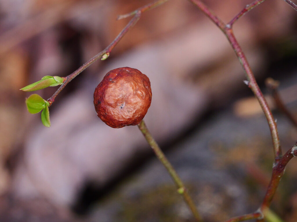Blueberry Stem Gall Wasp from Timiskaming District, ON, Canada on May ...