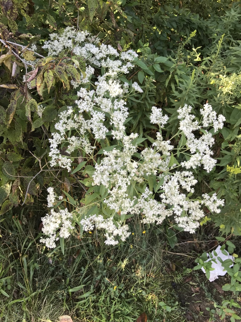 late boneset from Towamencin Ave, Harleysville, PA, US on September 7 ...