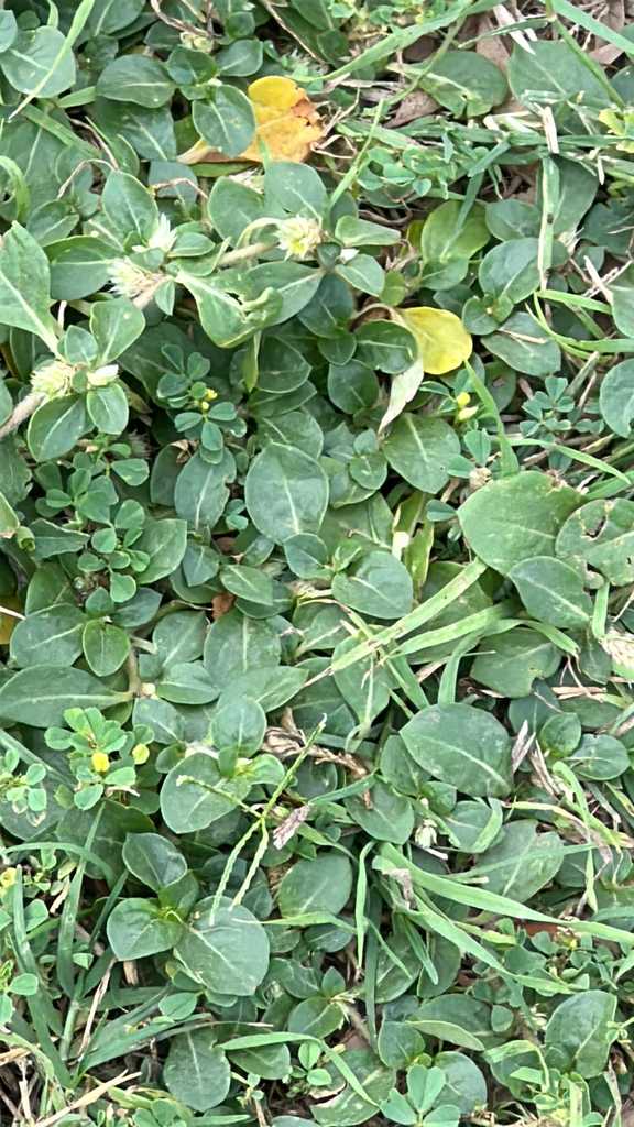 mat chaff-flower from Old Austin Hwy, Bastrop, TX, US on May 17, 2025 ...