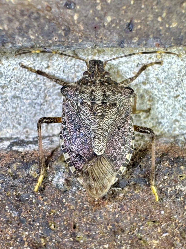 Brown Marmorated Stink Bug from Elwood Ct, Virgie, KY, US on May 16 ...