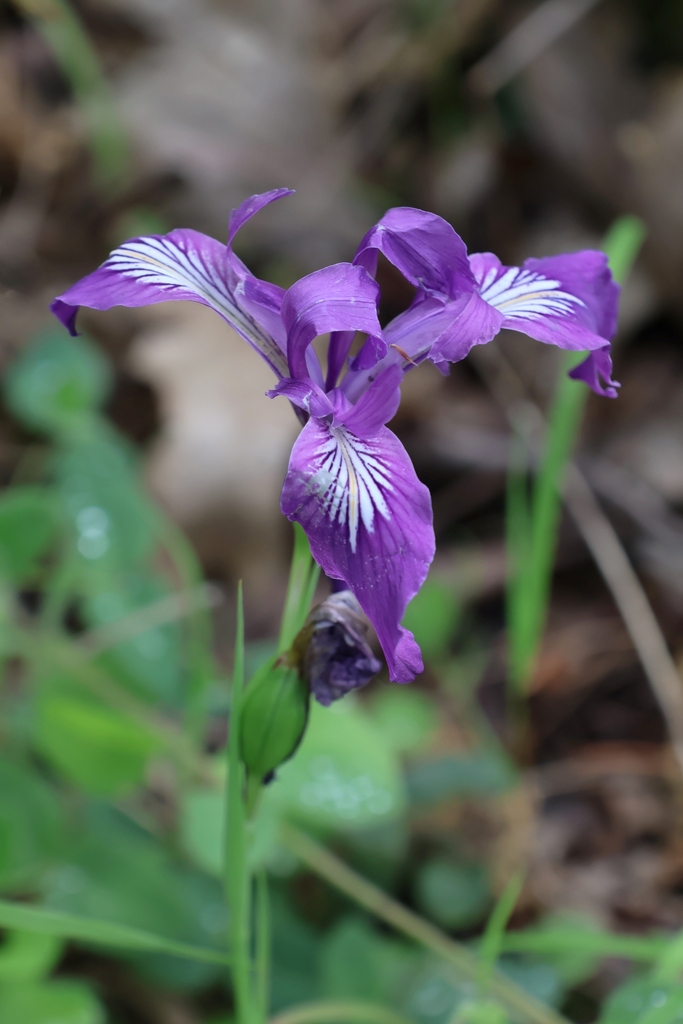 Iris tenax tenax from Wild Iris Ridge Eugene, OR, USA on May 16, 2025 at 11:05 AM by Gail A ...