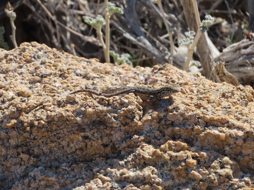 Common Side-blotched Lizard from Riverside County, CA, USA on May 16 ...