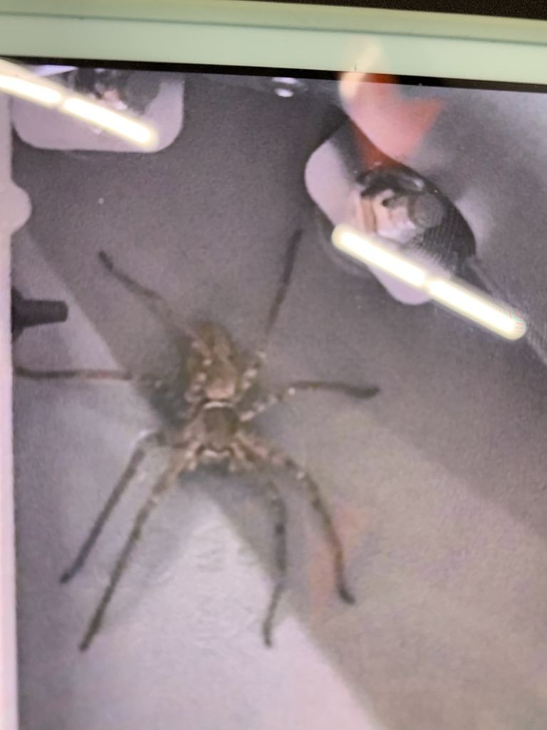 Pantropical Huntsman Spider from State Highway 28, Kohler, WI, US on ...