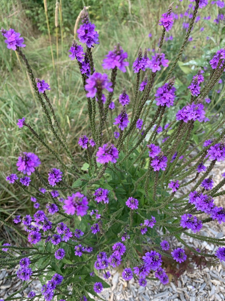 blue vervain from Princess Point, Hamilton, ON, CA on September 07 ...
