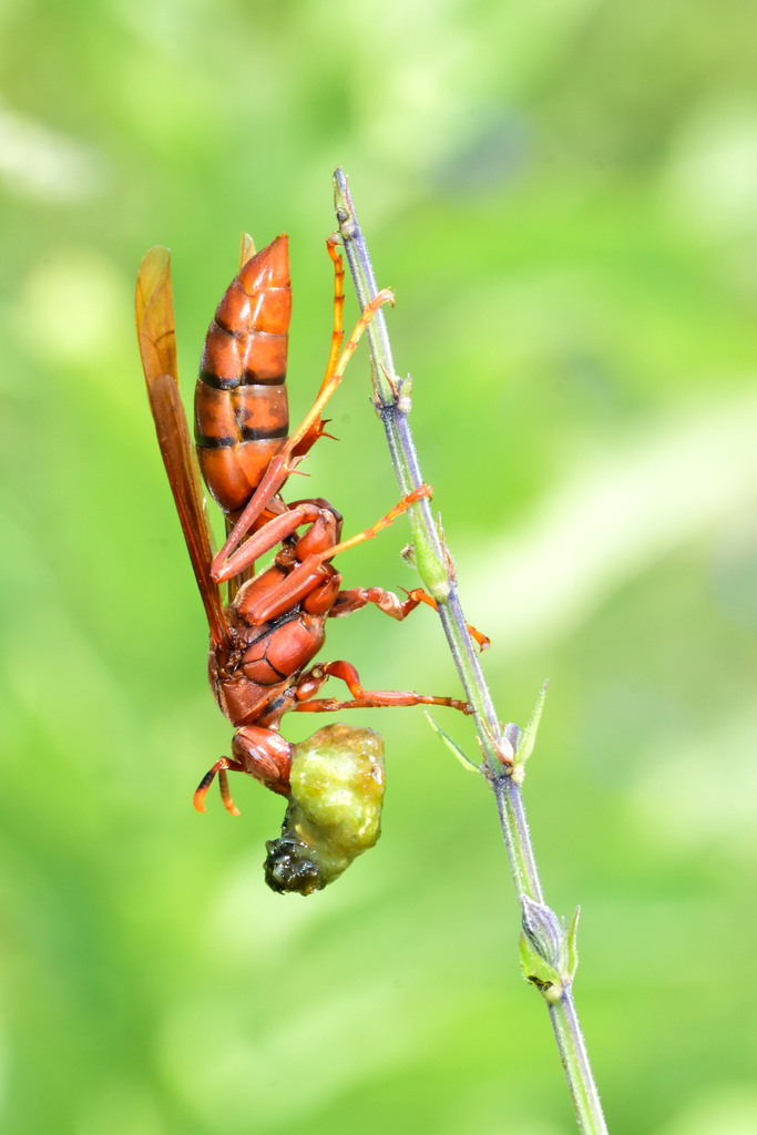 Neotropical Red Paper Wasp from Jacona, Mich., México on September 05 ...