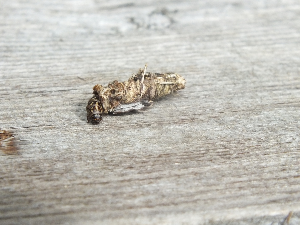 Brown Sweep from Нагорский р-н, Кировская обл., Россия on May 12, 2025 ...