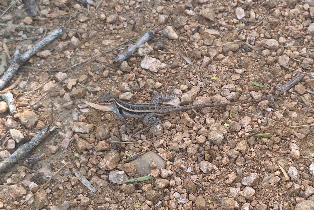 Rose-bellied Lizard from Alamo, TX 78516, USA on May 17, 2025 at 10:13 ...