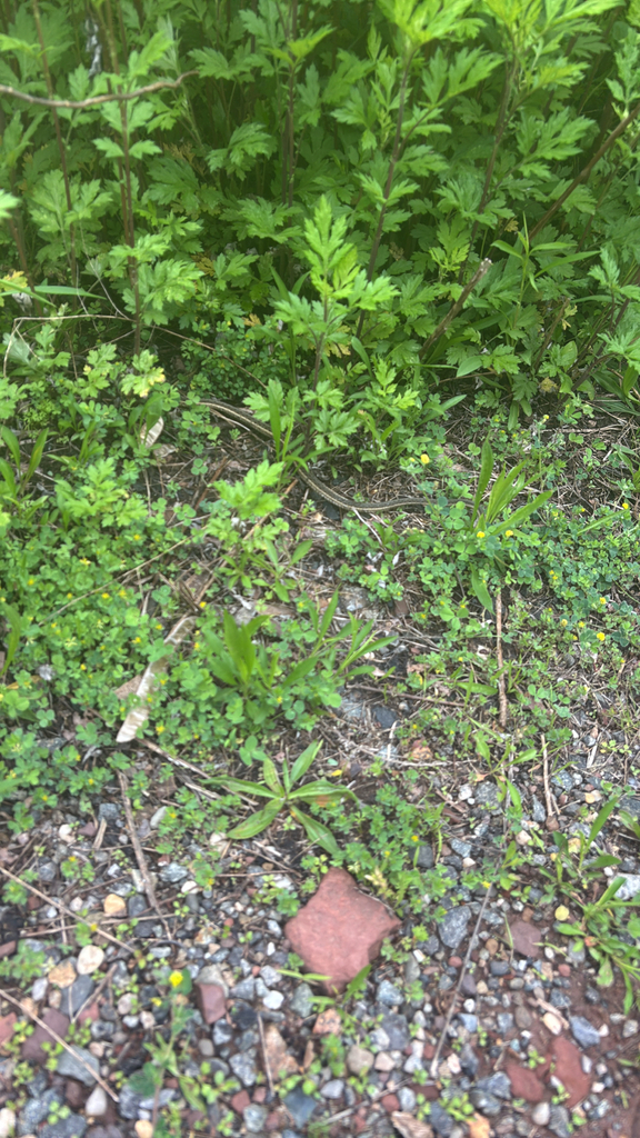 Common Garter Snake from Range Rd, New York, NY, US on May 17, 2025 at ...