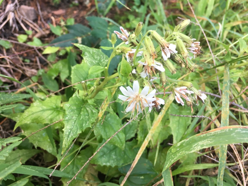 western rattlesnake root from Multnomah County, OR, USA on August 30 ...