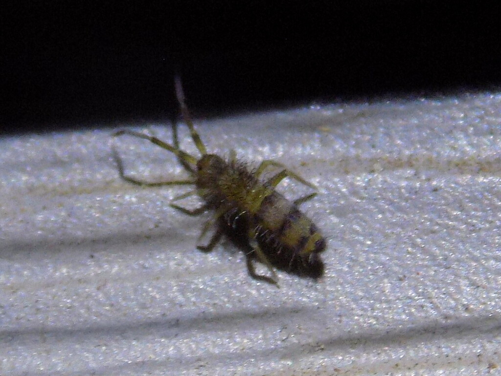 Homidia sauteri from Upstate South Carolina, SC, USA on May 09, 2025 at ...