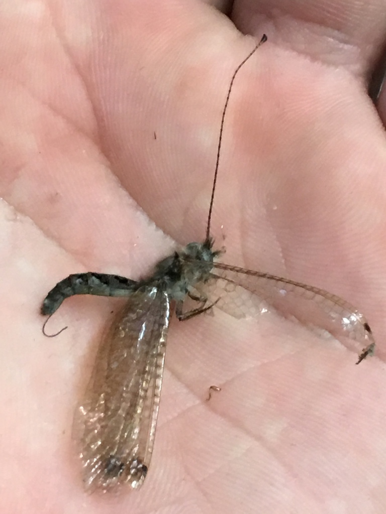 Macleay's Owlfly from County Road 139, Corning, AR, US on September 7 ...