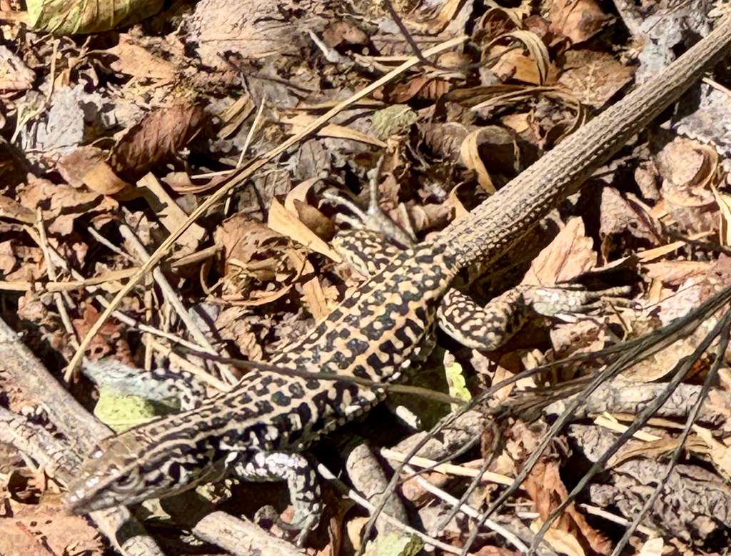 Common Checkered Whiptail from Midland, TX, US on May 16, 2025 at 10:53 ...