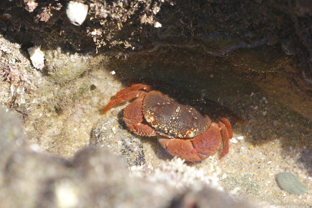 Red-eyed Reef Crab from uMkhanyakude District Municipality, South ...