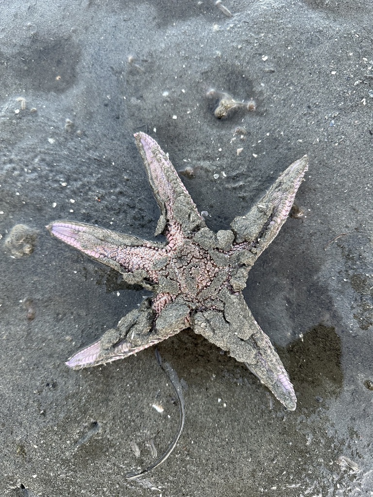 Spiny Sand Star from Mission Bay, San Diego, CA, USA on May 14, 2025 at ...