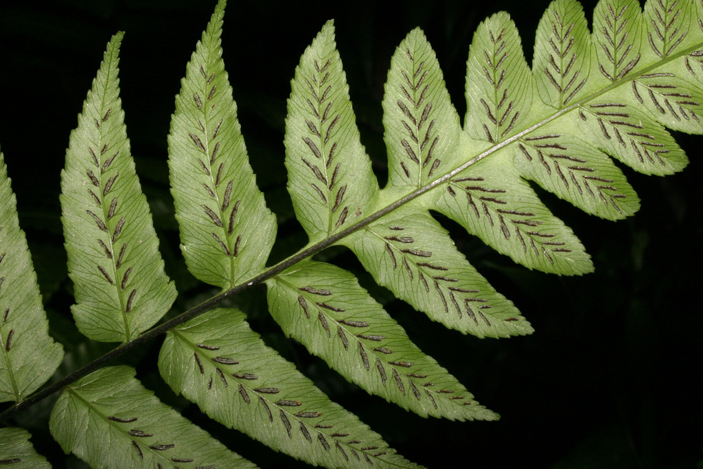 Ladyferns and allies (Ferns of the Pacific Northwest) · iNaturalist