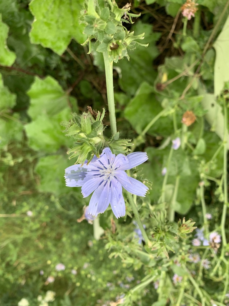 chicory from Fairmont Rd, NS, CA on September 7, 2019 at 02:28 PM by ...