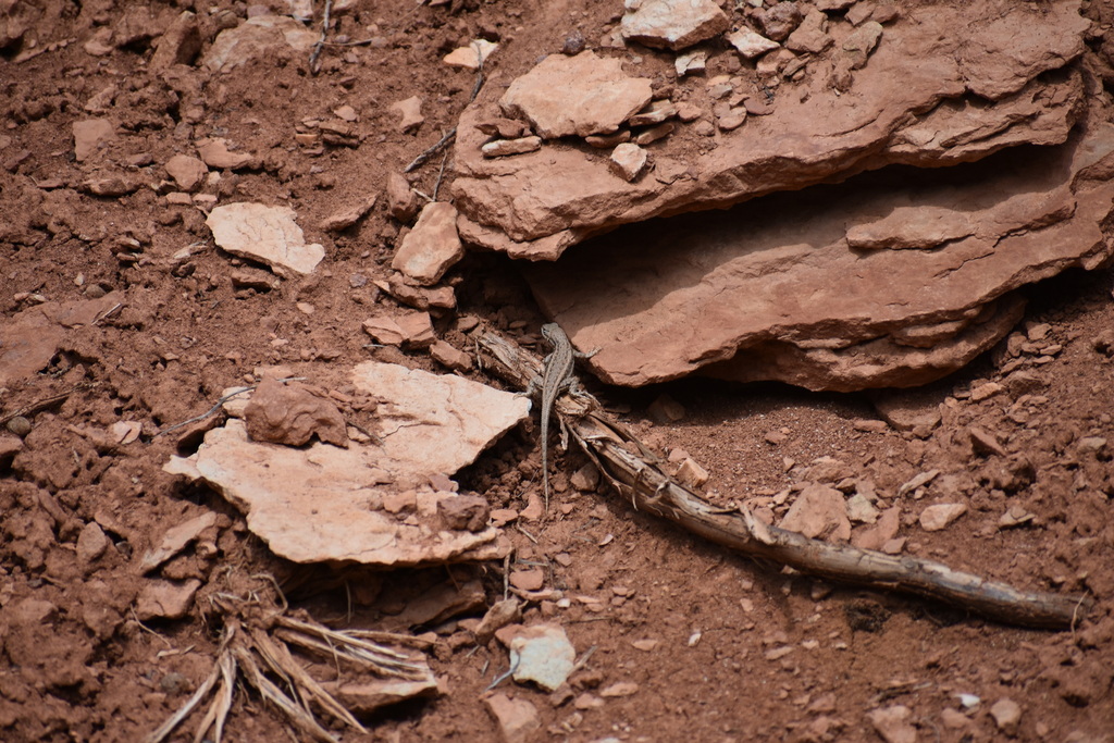 Common Sagebrush Lizard from Uintah County, UT, USA on May 7, 2025 at ...