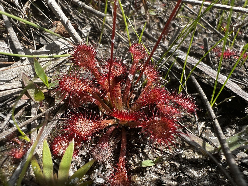 Pink Sundew in May 2025 by Nick Tobler (Cowturtle) · iNaturalist