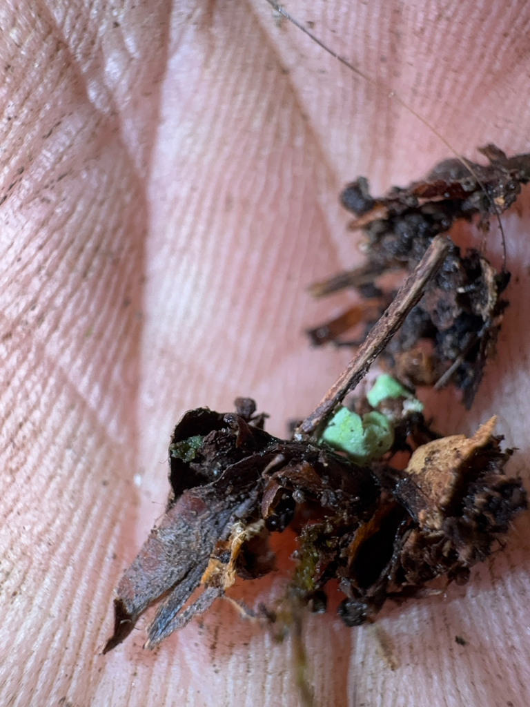 Mustache and Pygmy Snapping Ants from Commission Cir, Clintwood, VA, US ...