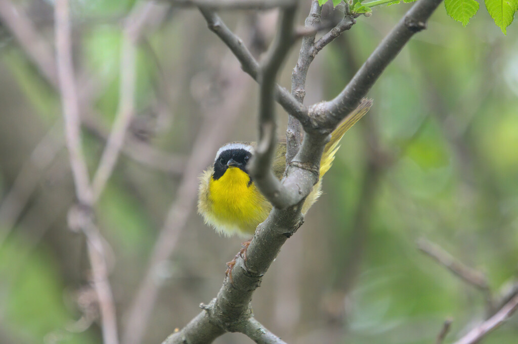 Common Yellowthroat from Devine Preserve, Washtenaw Co, MI on May 17 ...