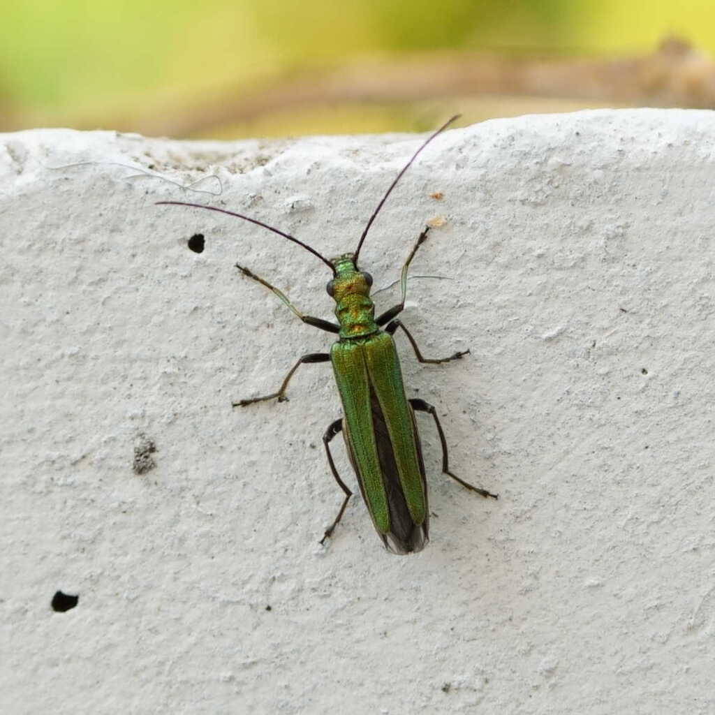 Thick-legged Flower Beetle from HOME on May 16, 2025 at 05:09 PM by ...