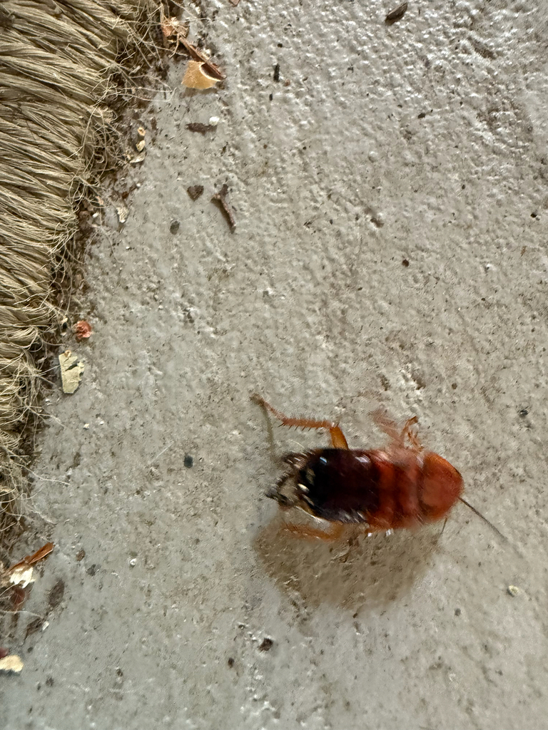 Turkestan Cockroach from Margaret Dr, Walnut Creek, CA, US on May 17 ...