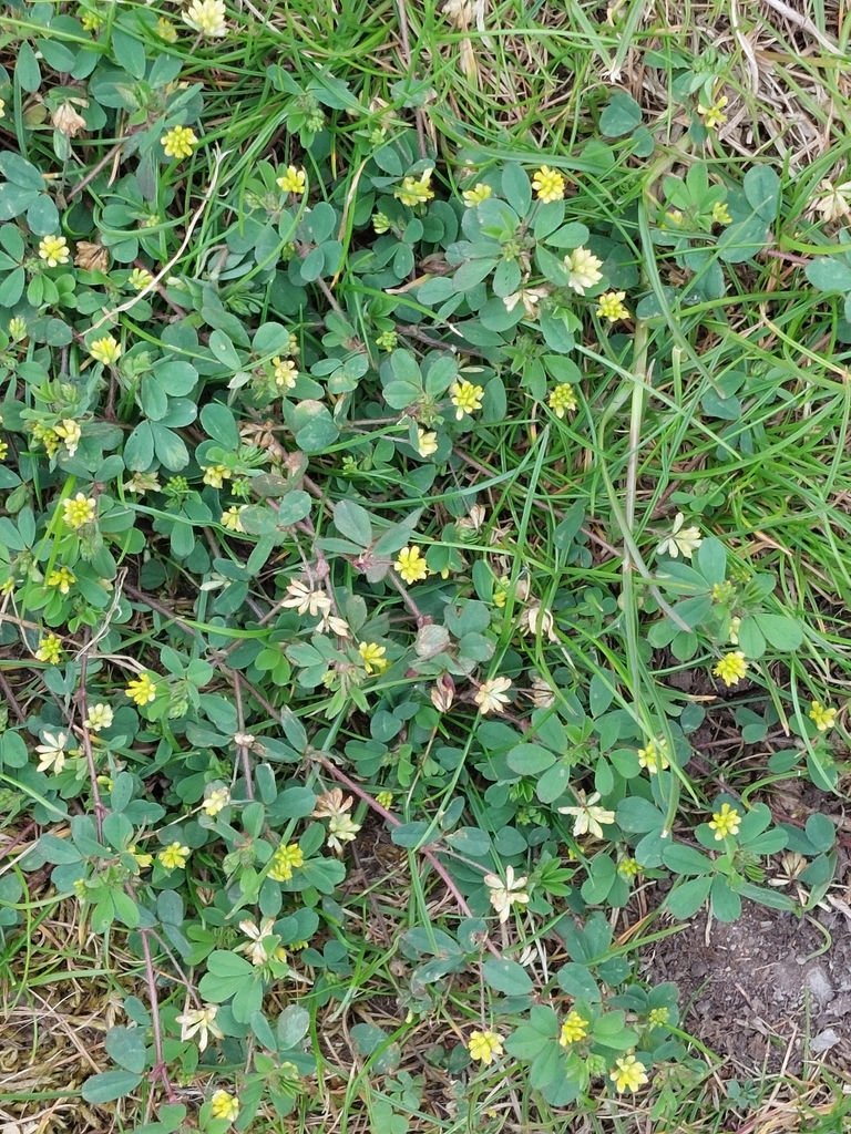Lesser hop trefoil from QCF7+CC, Swadlincote DE11 0AF, UK on May 17 ...