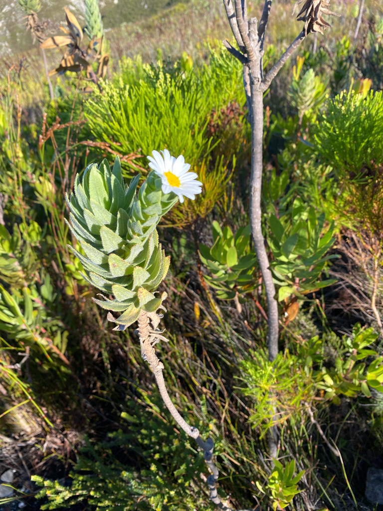 Swamp Daisy from Adder Ladder Trail, Greater Hermanus, Western Cape, ZA ...