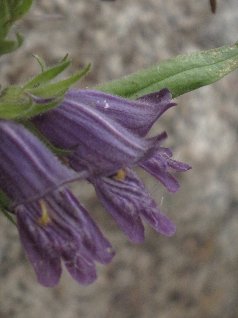 Whipple's Penstemon (Wolf Creek BioBlitz) · iNaturalist