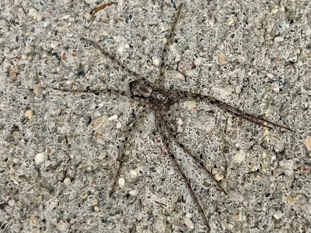 Running Crab Spiders from W Madison St, Sioux Falls, SD, US on May 17 ...