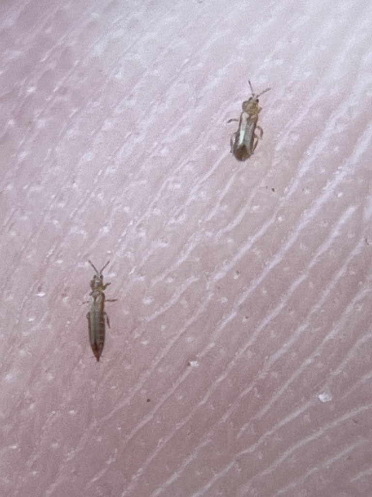 Common Thrips from Cuyamaca Rancho State Park, Descanso, CA, US on May ...