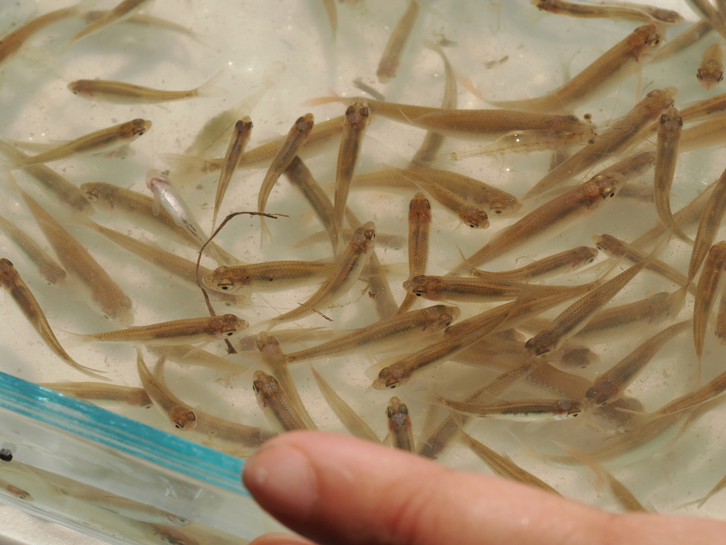 Red Shiner from Mills County, TX, USA on May 10, 2025 at 02:21 PM by ...