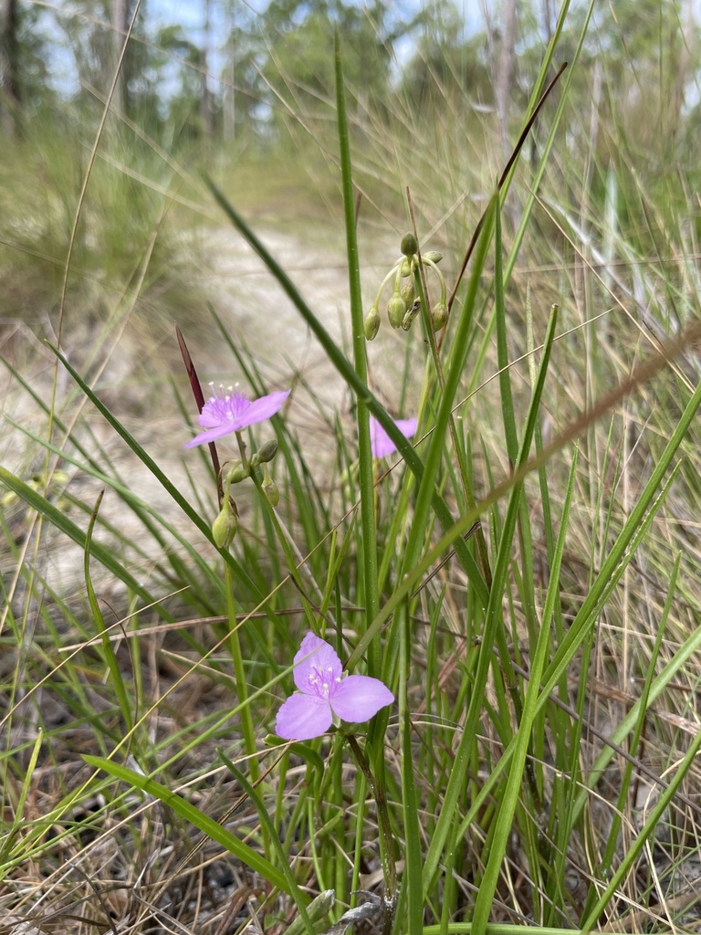 Grassleaf Roseling in May 2025 by lillybyrd · iNaturalist
