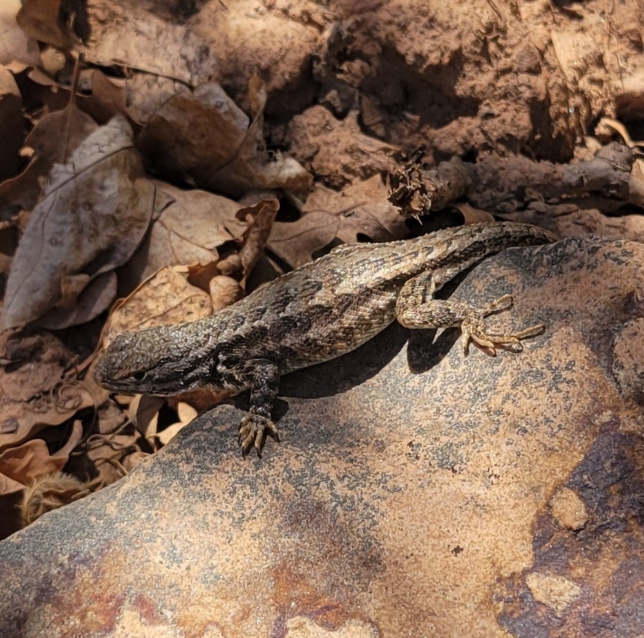 Common Sagebrush Lizard from Mesa County, US-CO, US on May 16, 2025 at ...