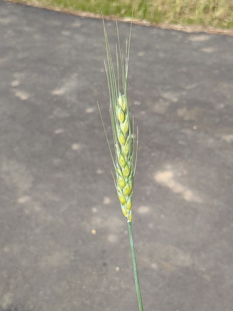 Bread Wheat from Centerville, OH, USA on May 17, 2025 at 03:28 PM by ...