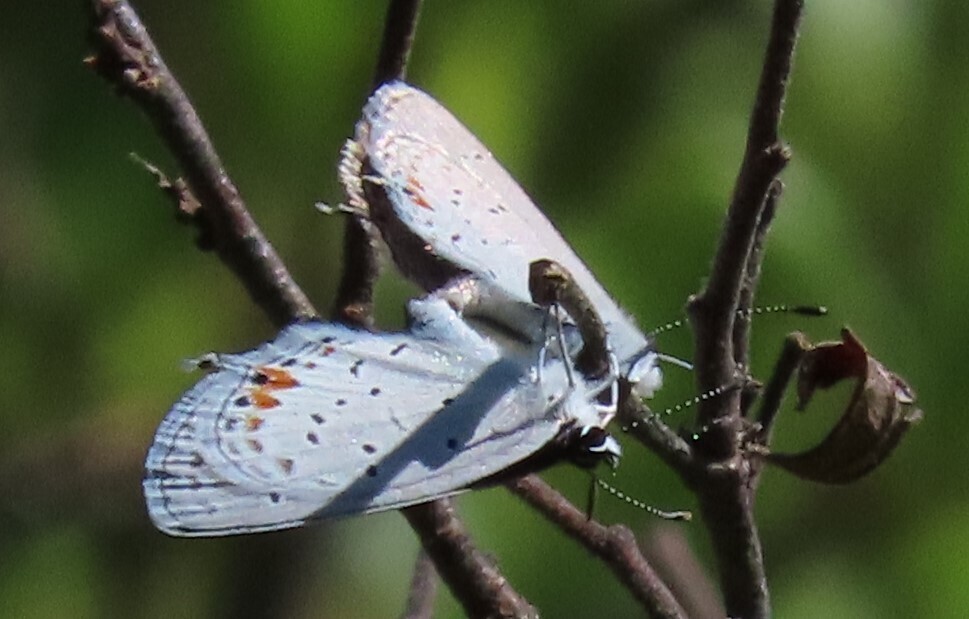 Eastern Tailed-Blue from Karner Blue, Concord, NH, USA on May 12, 2025 ...
