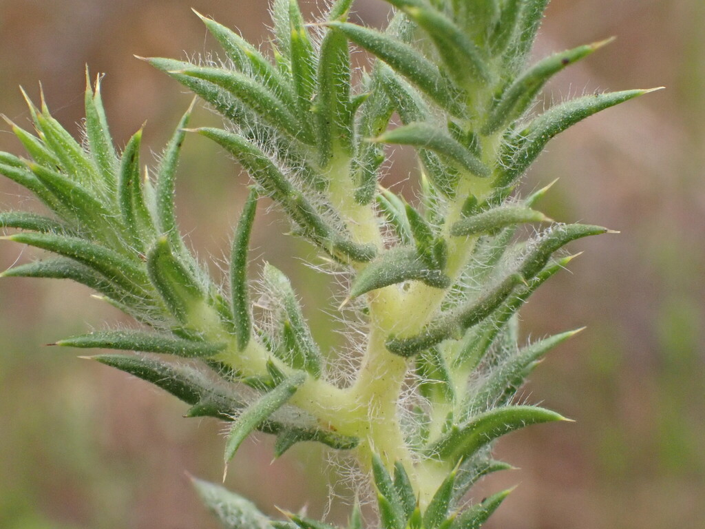 southern tarplant from Huntington Beach, CA 92648, USA on May 17, 2025 ...