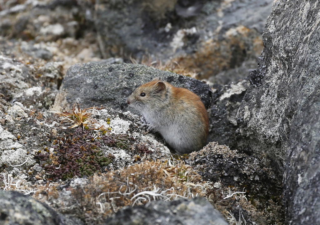 Northern Red-backed Vole from Gambell, AK, USA on September 10, 2016 at ...