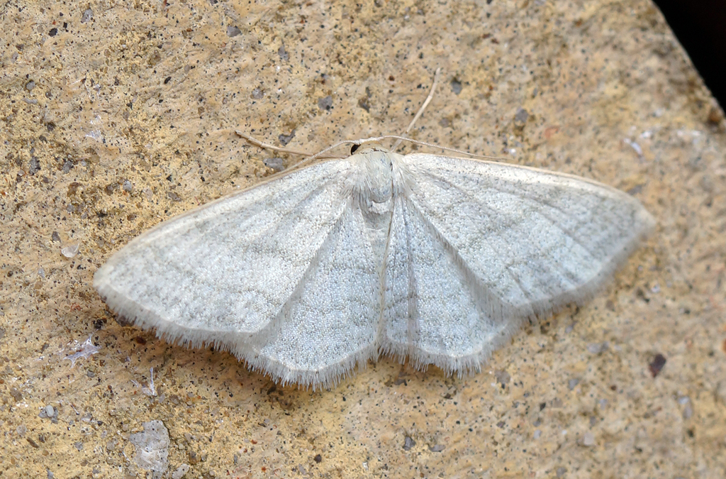 Satin Wave (Moths of Antequera (Málaga/ Andalusia/ Spain)) · iNaturalist