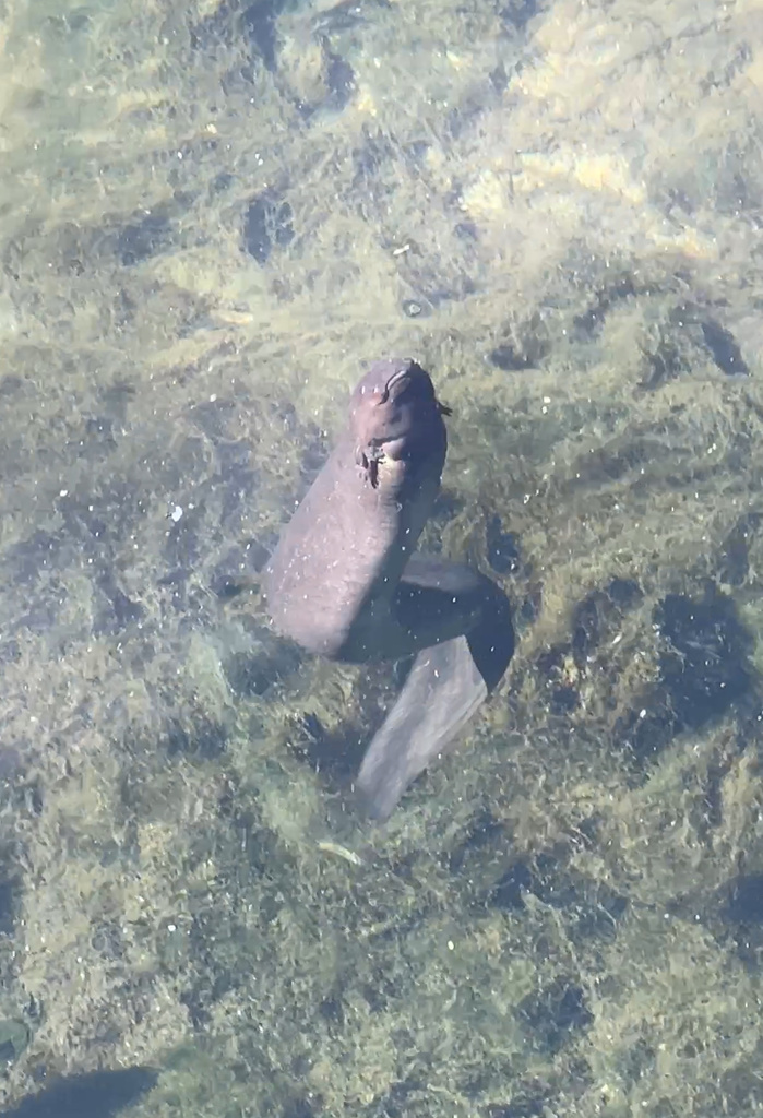 Greater Siren from Suwannee River, Chiefland, FL, US on May 17, 2025 at ...