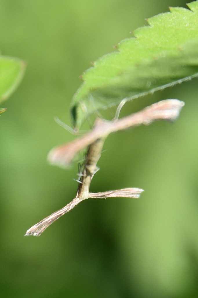Dwarf Plume Moth from Hilochee WMA Osprey Unit on September 7, 2019 by ...