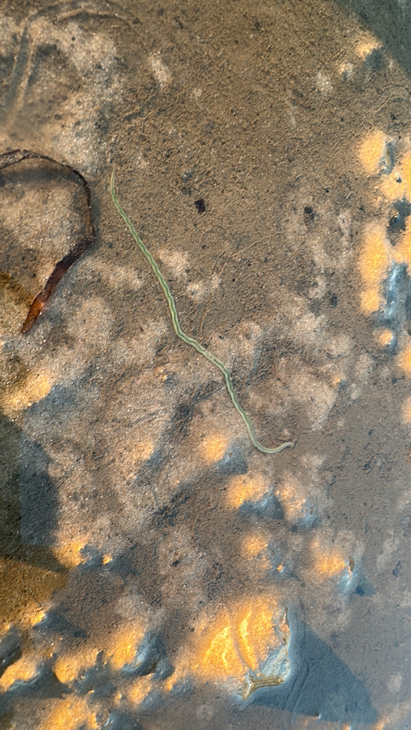 Phyllodoce novaehollandiae from Esplanade, Toorbul, QLD, AU on May 18 ...