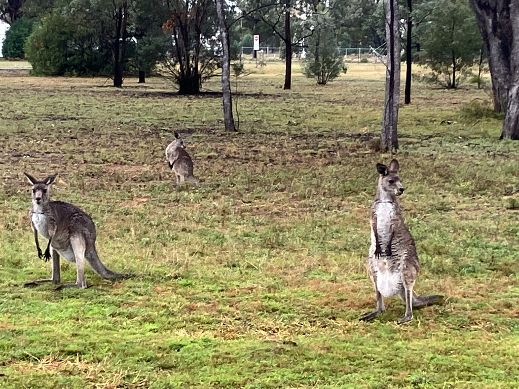 Eastern Grey Kangaroo from Yarrie Lake Rd, Narrabri, NSW, AU on May 15 ...