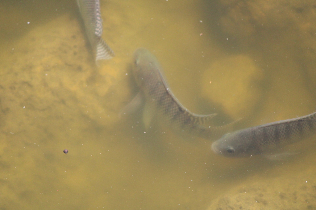 Nile Tilapia from Las Fuentes, Nuevo, Cadereyta de Montes, Qro., México ...