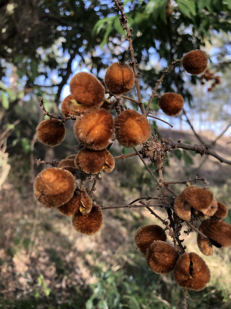Fern Top (Jagera pseudorhus) - Botanical Realm