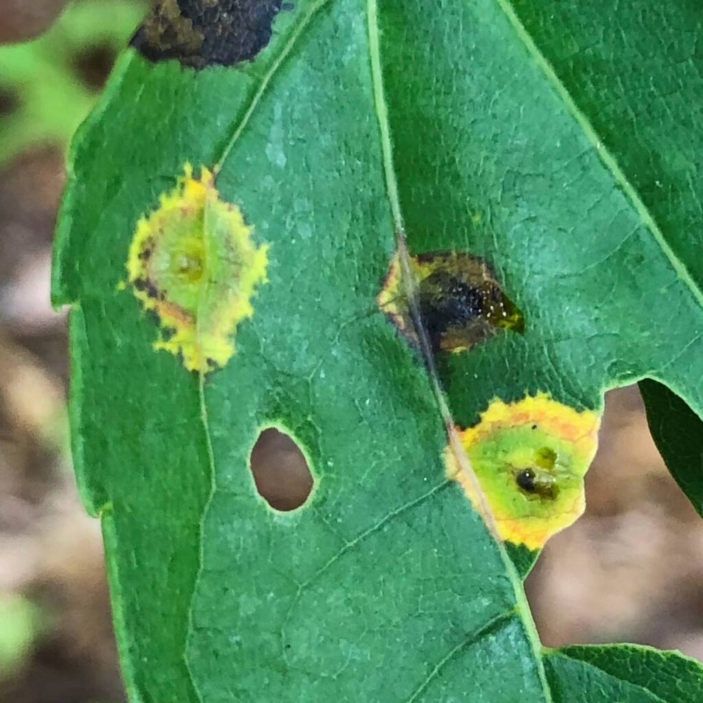 Ocellate Gall Midge from Walton County, GA, USA on May 15, 2025 by Joan ...