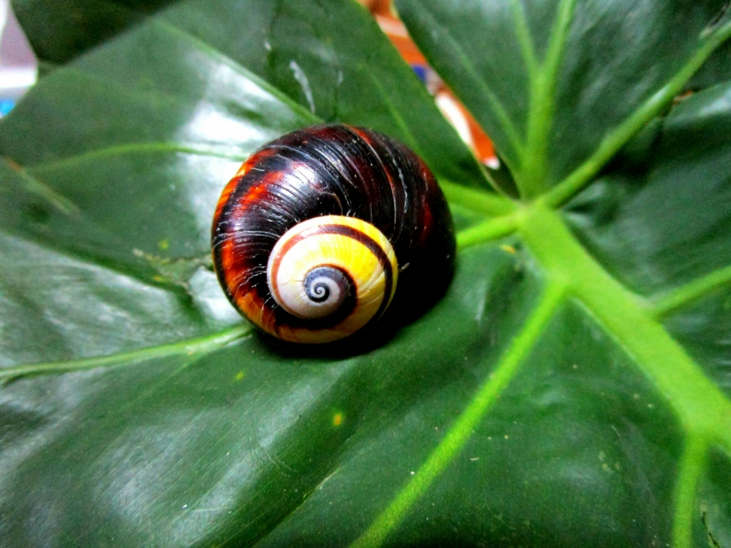 Painted Snail from Baracoa, CU-GU, CU on September 2, 2019 by Miguel ...