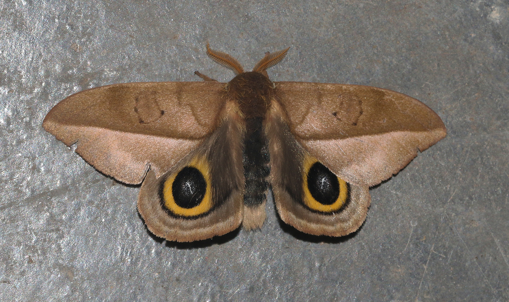 Automeris atrolimbata from Owlet Lodge, Fernando Belaunde Km 365.5 ...