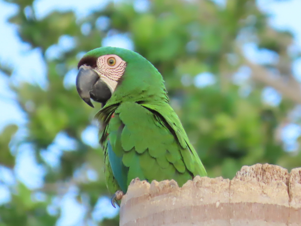 Chestnut-fronted Macaw from South Miami, FL, USA on May 8, 2025 at 07: ...