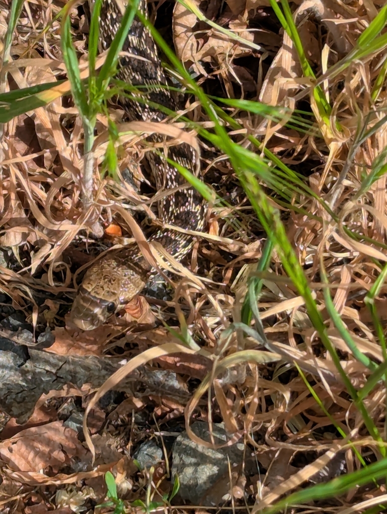 Gopher Snake from Hood River, OR 97031, USA on May 17, 2025 at 04:12 PM ...